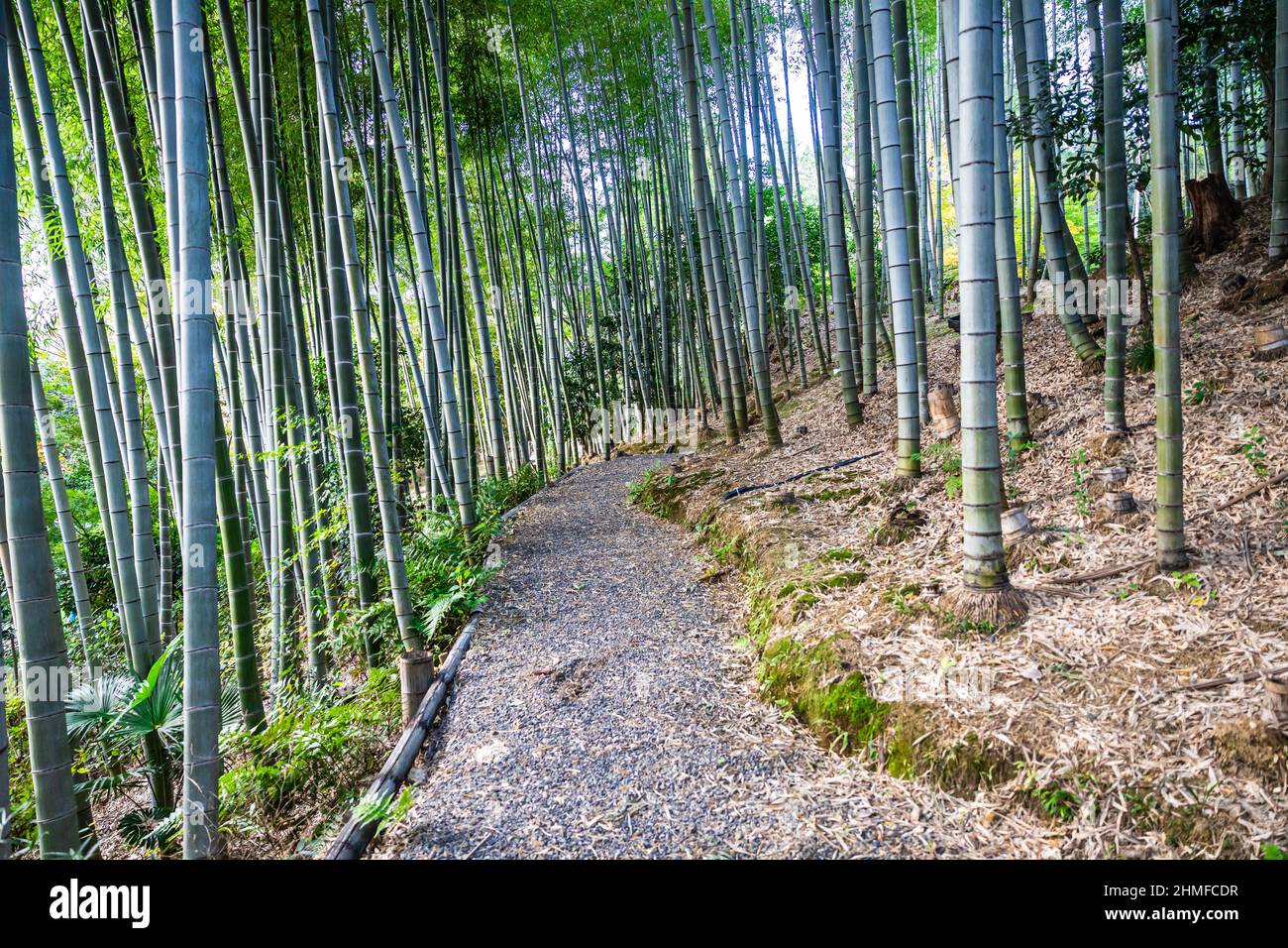 A pathway through a bamboo forest in the early morning at Kodaiji ...