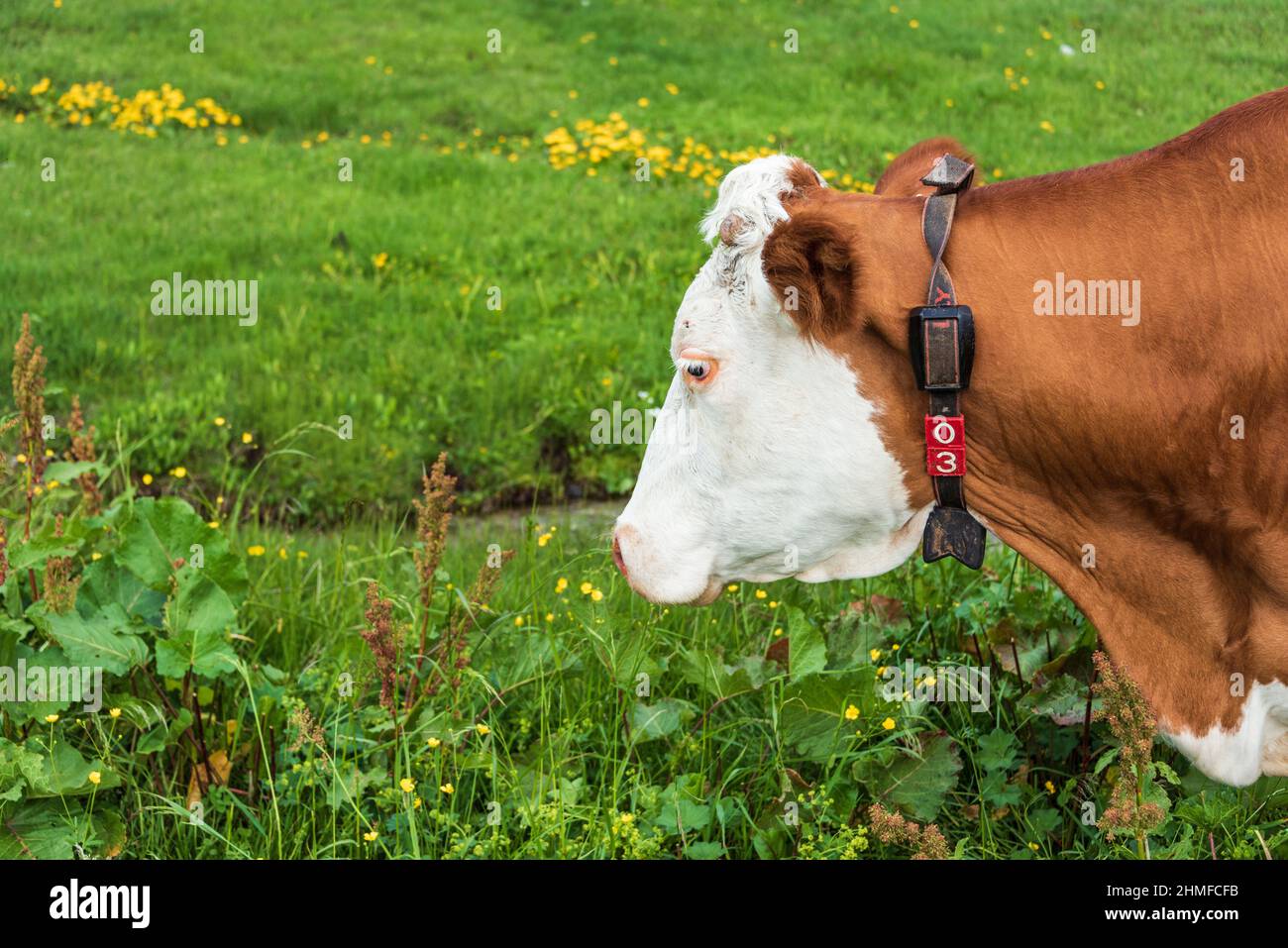 Alpine brown and white cow on green field of wildflowers in the scenic ...