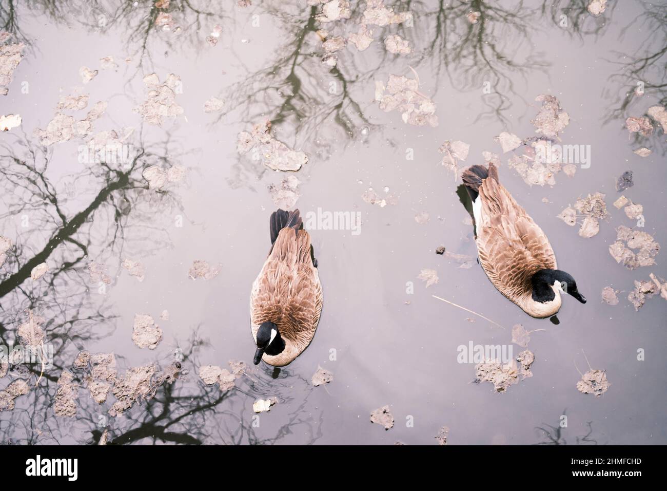 Two geese in pond ducks hi-res stock photography and images - Alamy