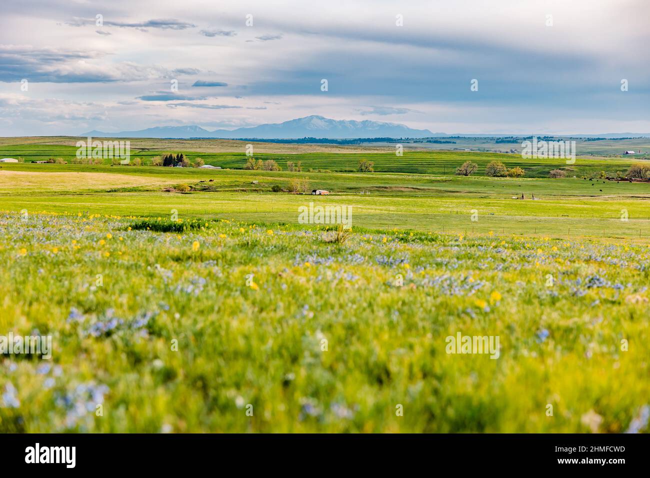 Colorado flower field hi-res stock photography and images - Alamy