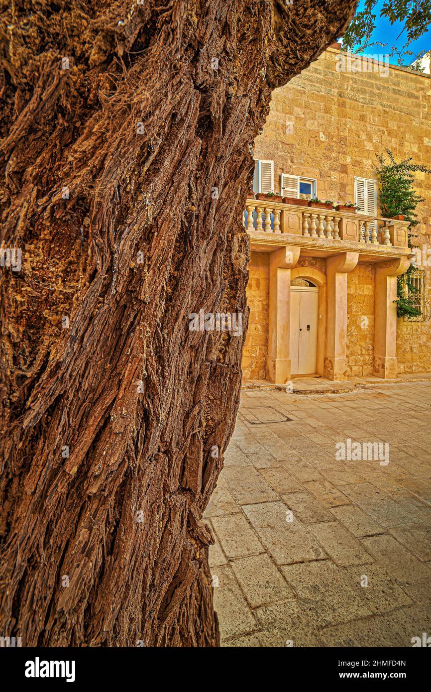Old Tree Bark and Traditional House in Mdina Stock Photo - Alamy
