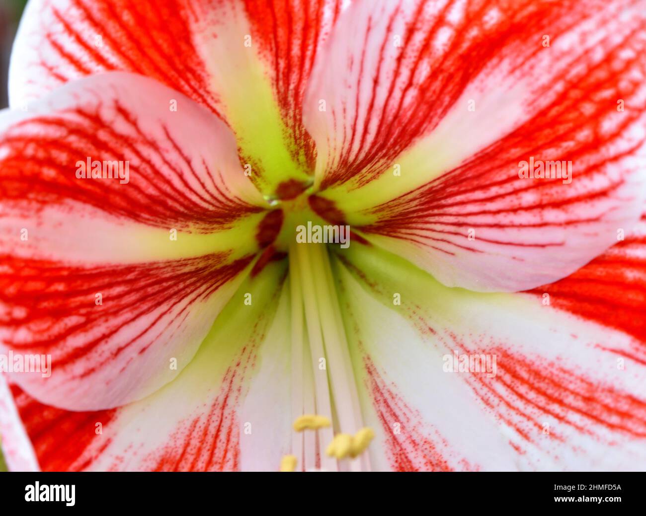 Red and white amaryllis hi-res stock photography and images - Alamy