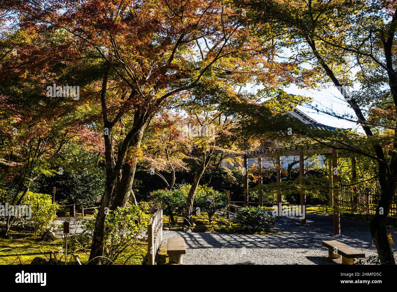 The brilliant colors of fall in Japan with sunlight on the grounds of ...