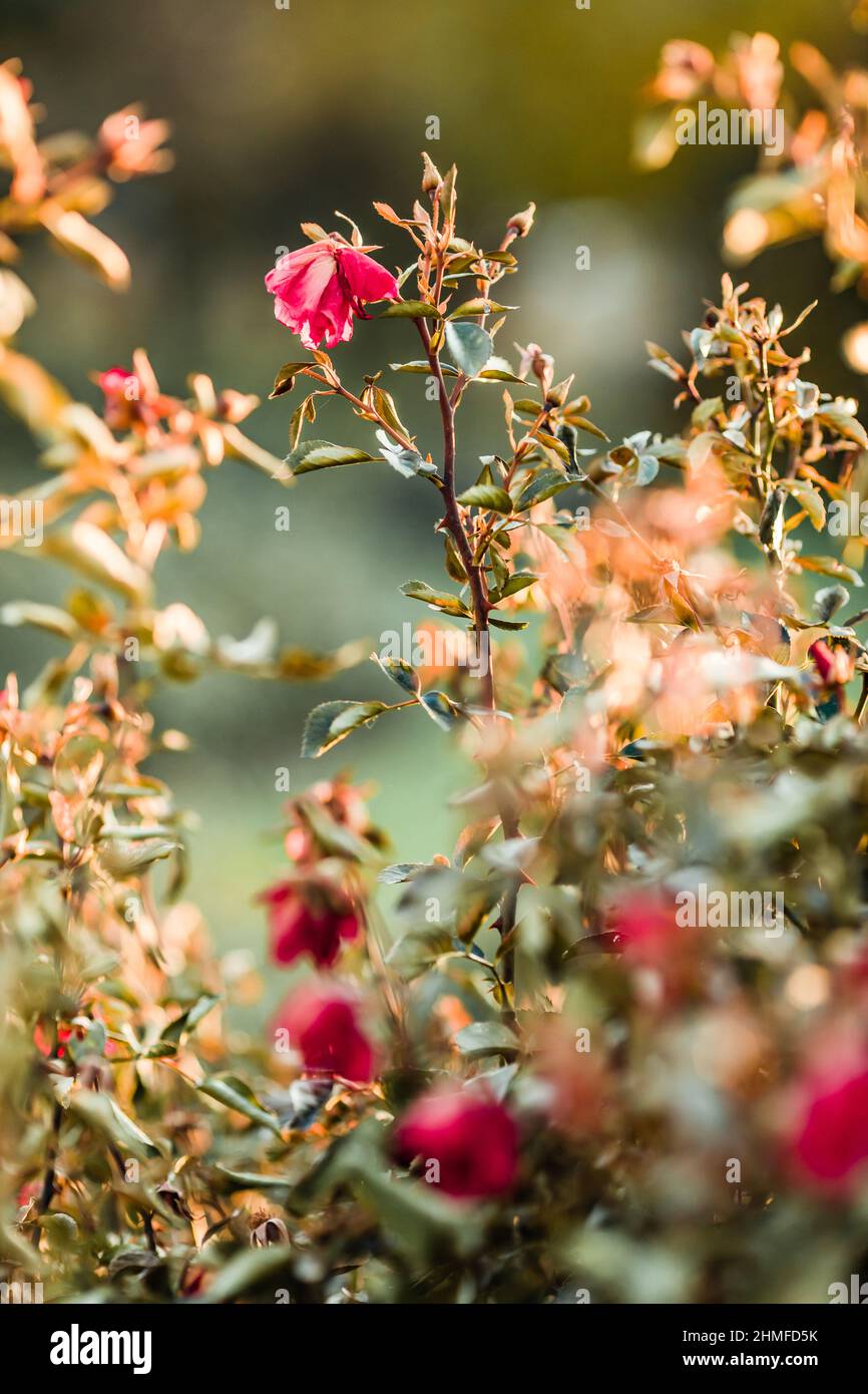 Creamy bokeh hi-res stock photography and images - Alamy
