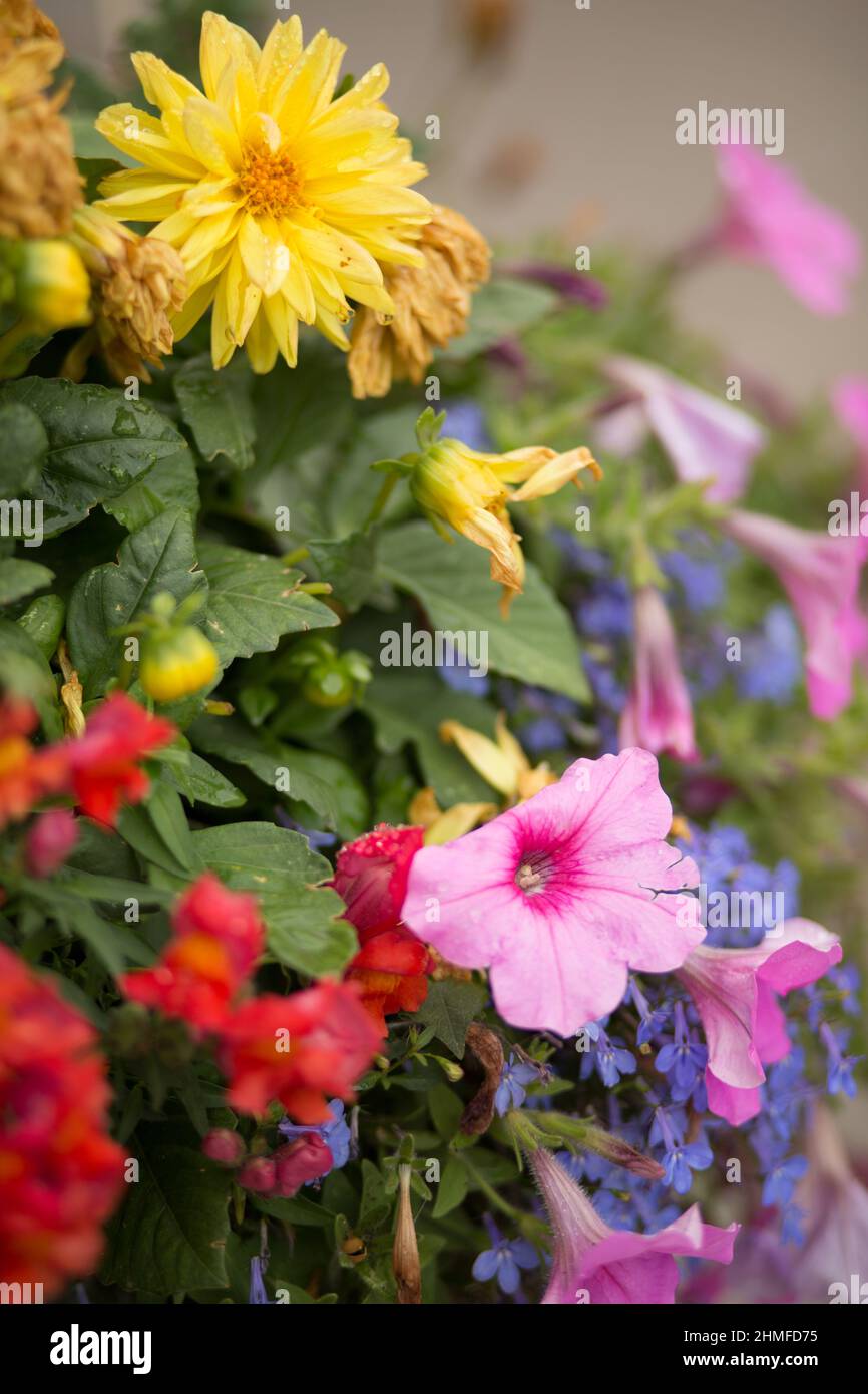 Live flowers hi-res stock photography and images - Alamy