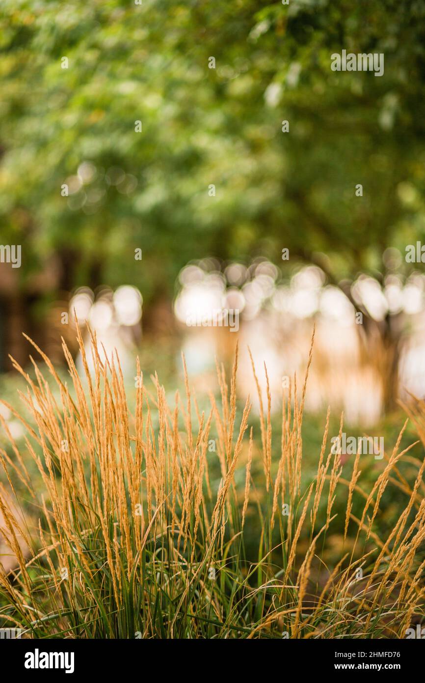 Tall grasses background hi-res stock photography and images - Alamy