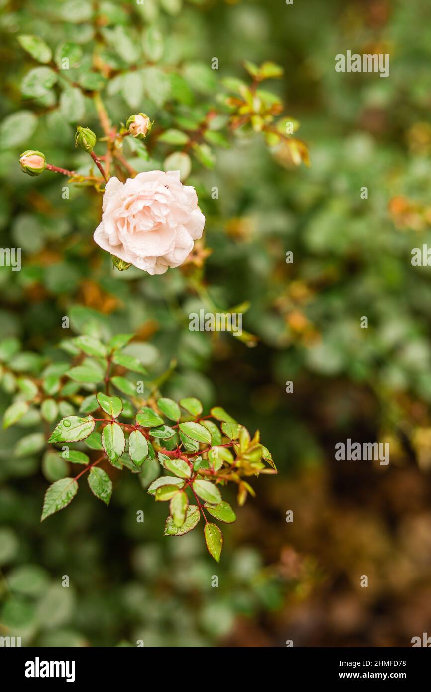 Rose with greenery hi-res stock photography and images - Alamy