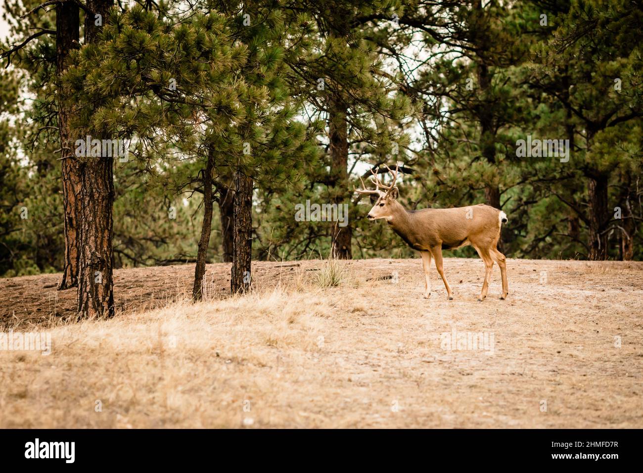 Single Deer In a Colorado Forest Stock Photo - Alamy