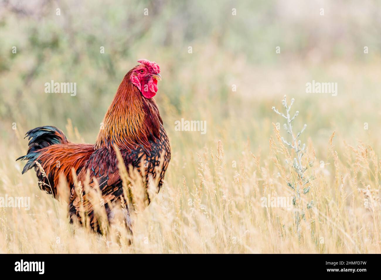 Side Profile of a Wyandotte Rooster Stock Photo - Alamy