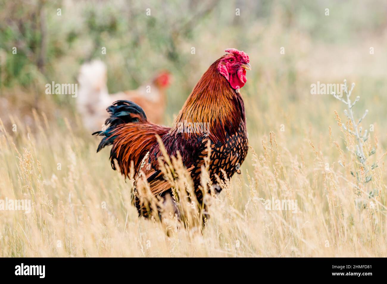 Side Profile of a Wyandotte Rooster Stock Photo - Alamy