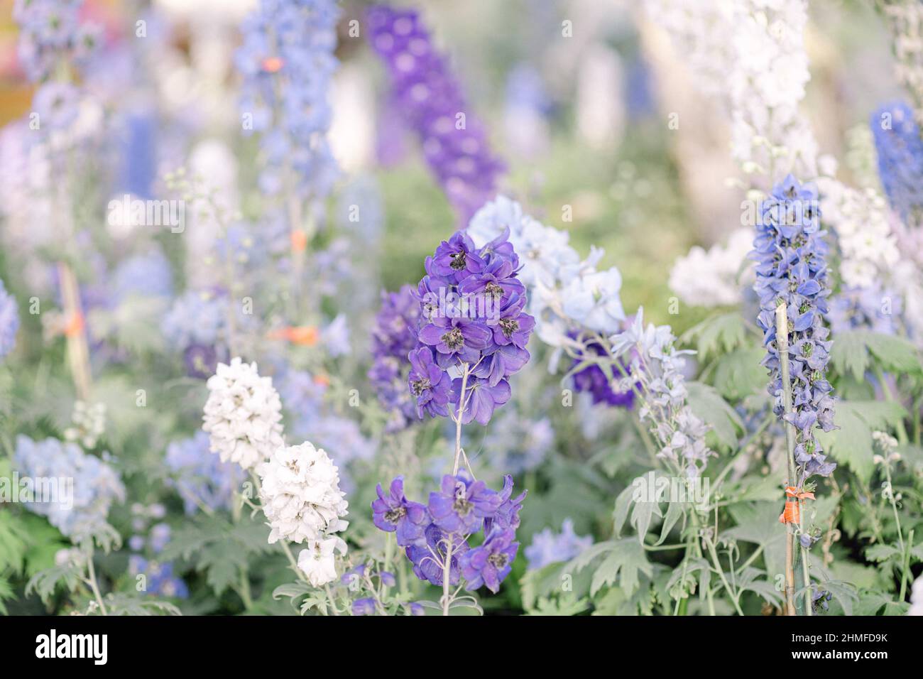 Flower field carlsbad hi-res stock photography and images - Alamy