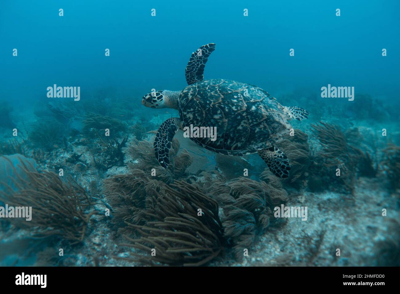sea turtle underwater swim in the ocean scenery blue water Stock Photo ...