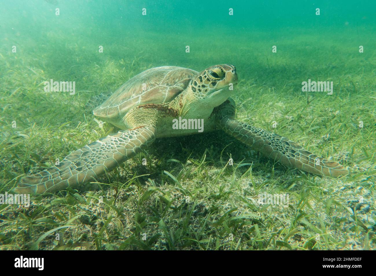 sea turtle underwater swim in the ocean scenery blue water Stock Photo ...