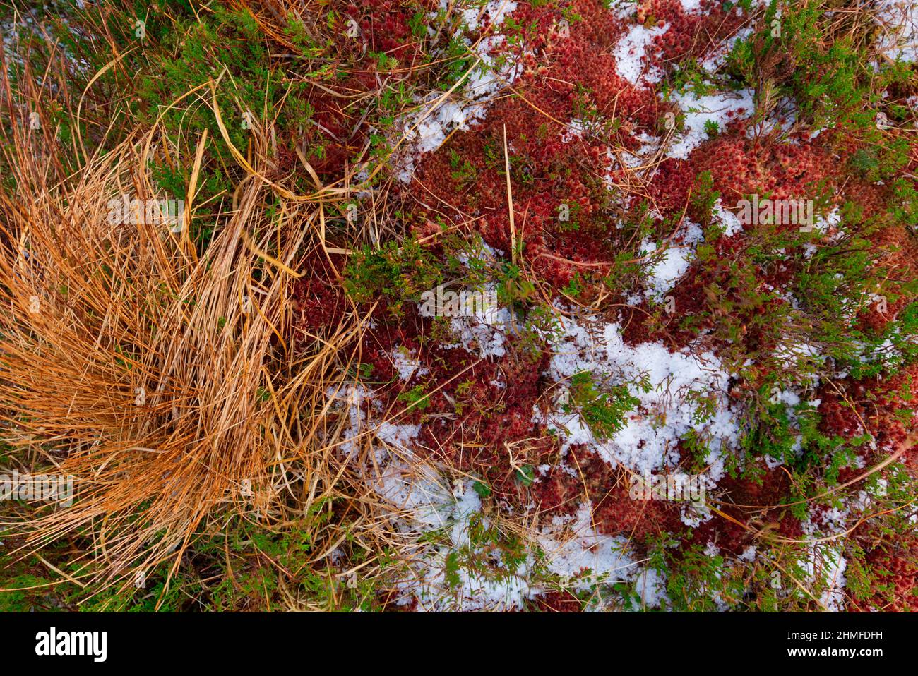 Heather moorland hi-res stock photography and images - Alamy