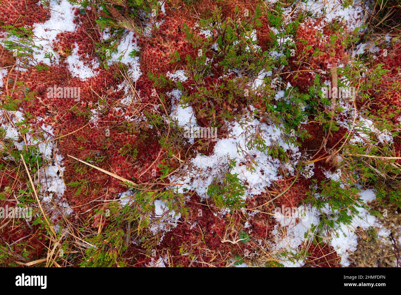 Red sphagnum moss on heather moorland, North West Highlands Stock Photo ...