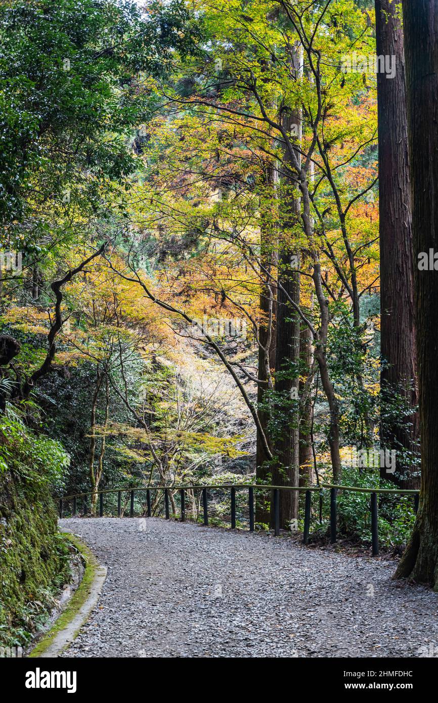 A curved walking trail through a forest in the fall with hints of ...