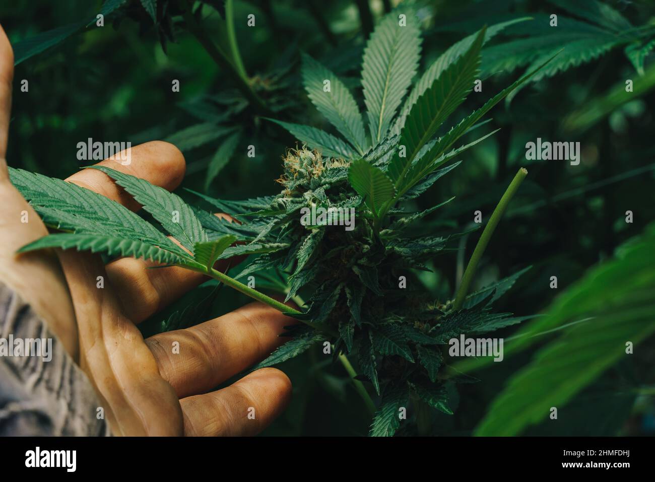 Drug checking hi-res stock photography and images - Alamy