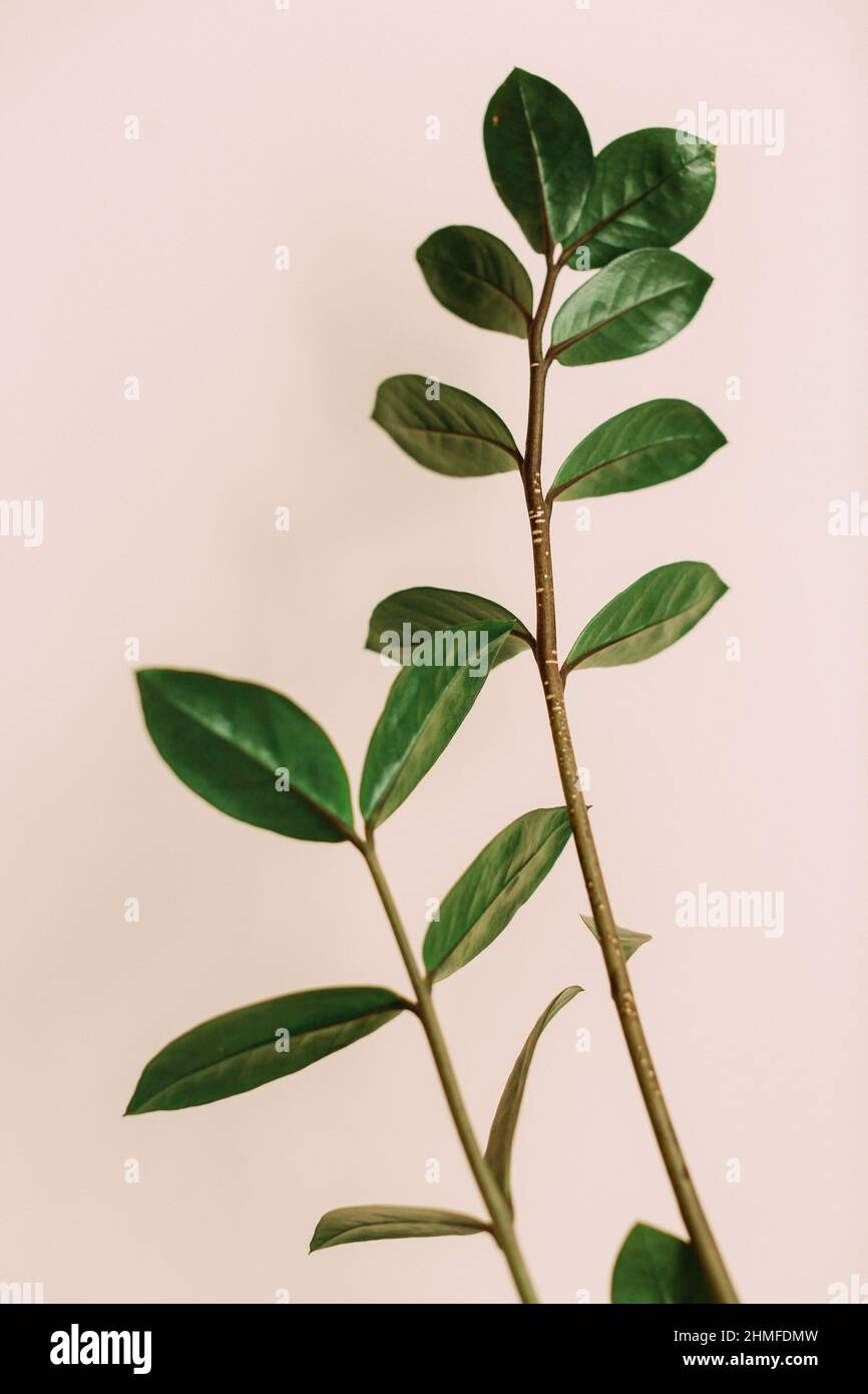 Backdrop of soft green plants hi-res stock photography and images - Alamy