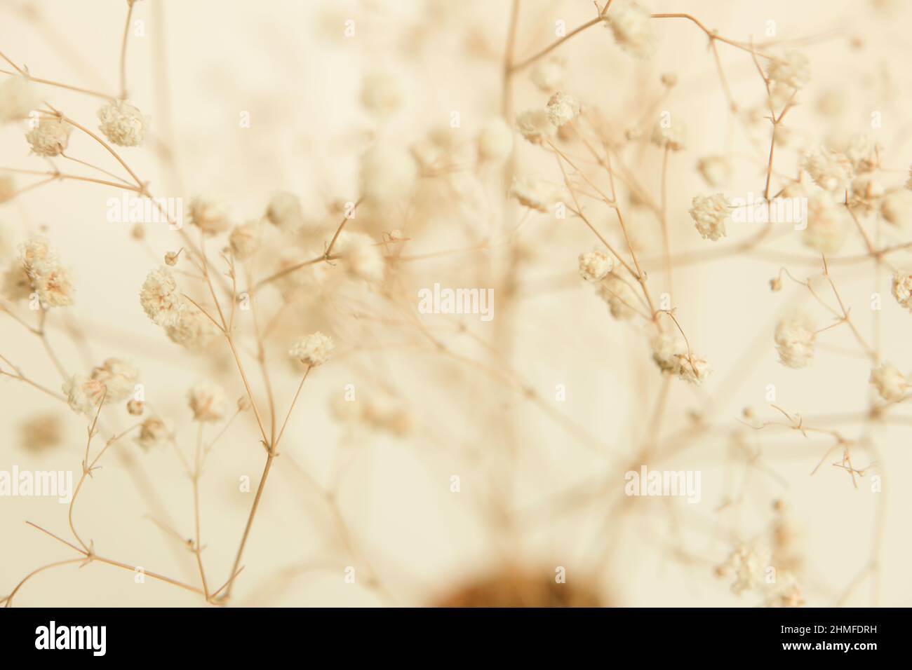 Macro photography of dried flowers, art soft focus background Stock ...