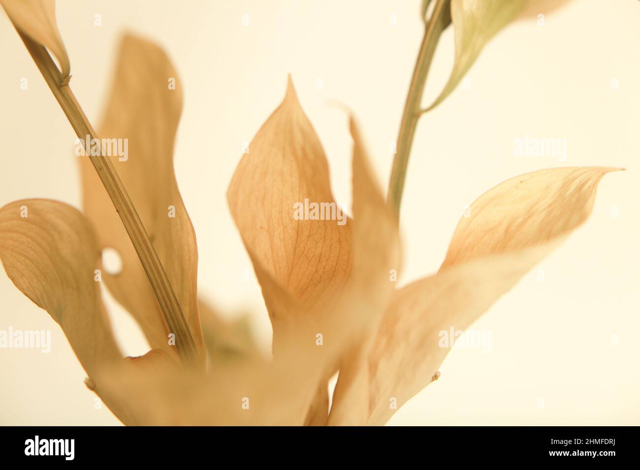 Dry flower branch, soft focus background Stock Photo - Alamy
