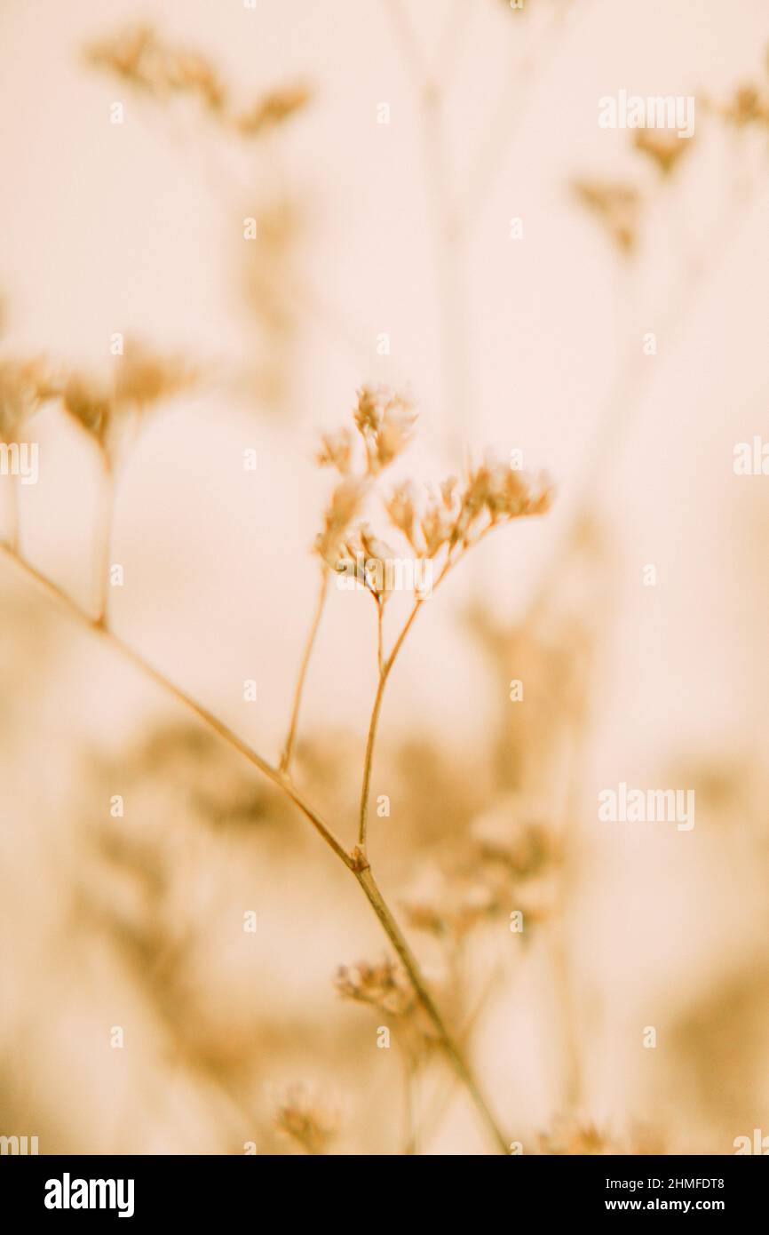 Thin bloom hi-res stock photography and images - Alamy