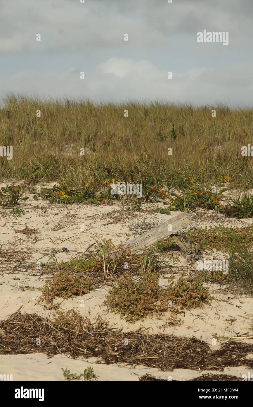 dry yellowed sand dune grasses blowing in the wind with a storm cloud ...