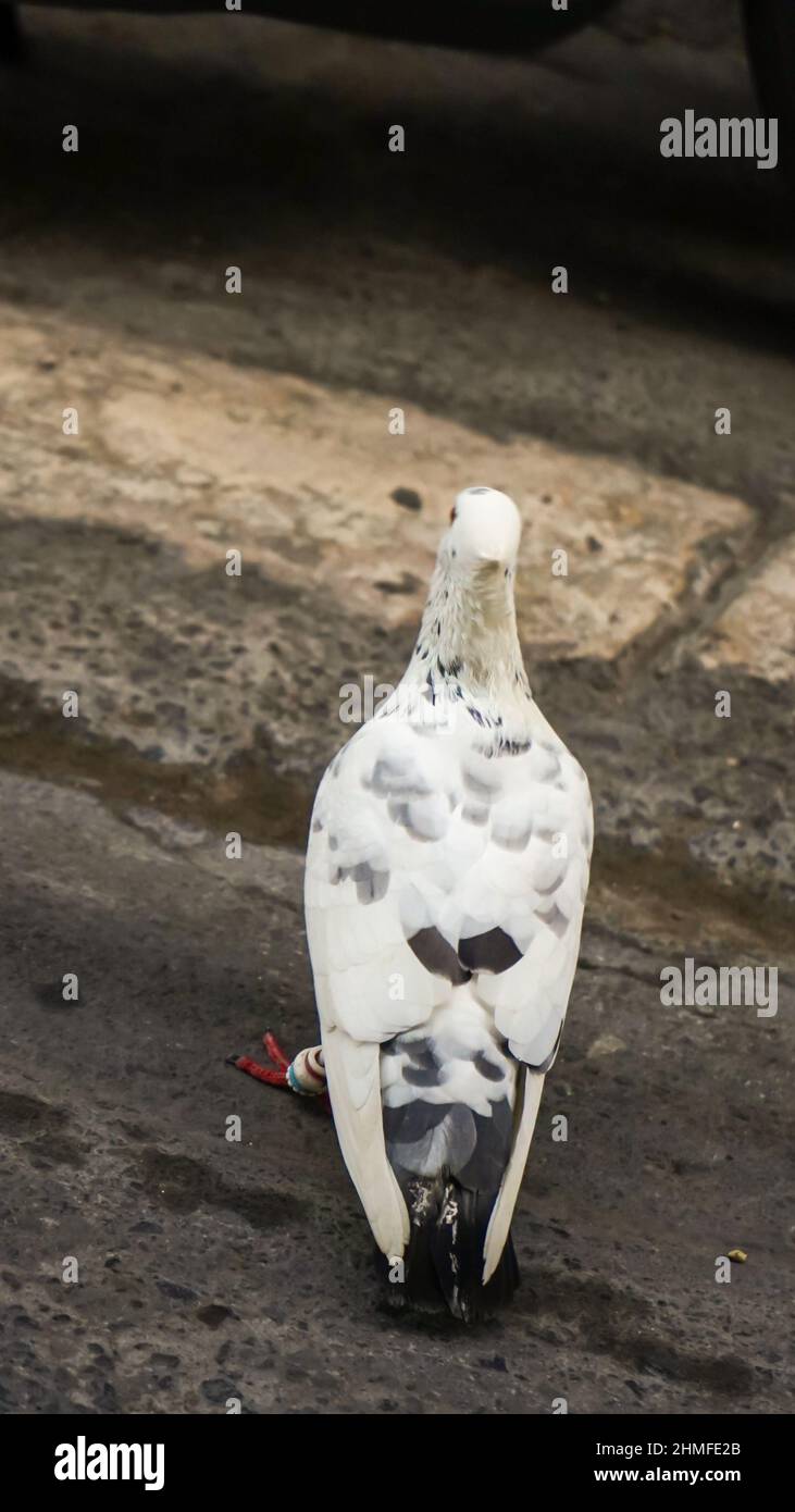 White collared bird hi-res stock photography and images - Alamy