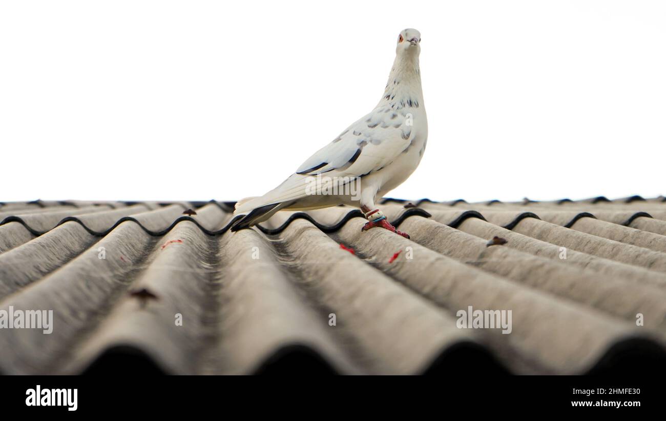 White dove bird close up hi-res stock photography and images - Alamy