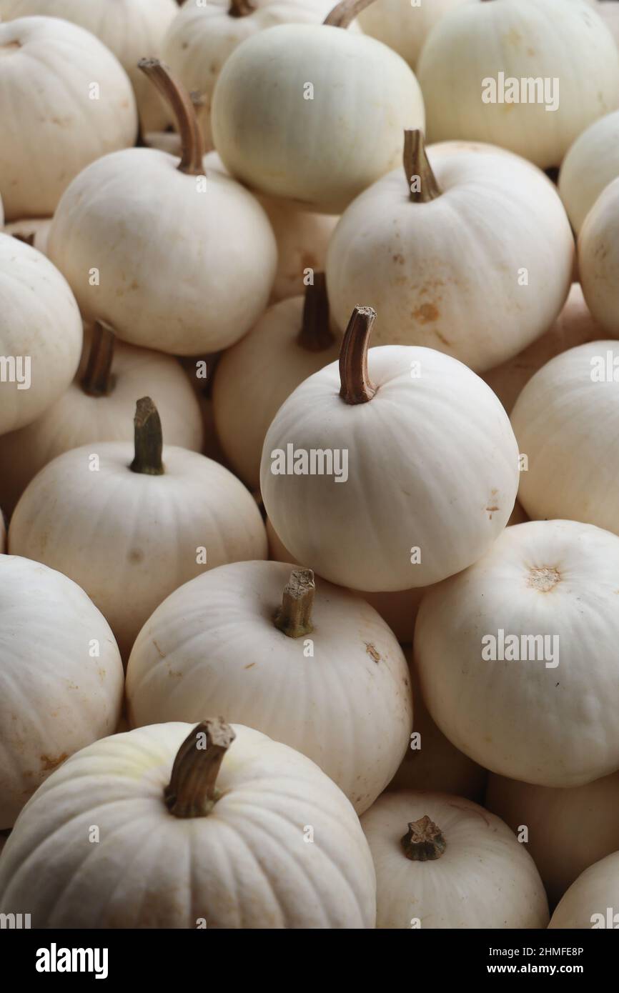 A pile all white gourds with stems in a pile at a farm stand Stock ...
