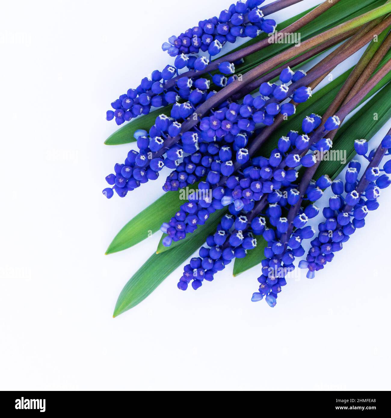 Cute delicate bouquet of blue spring flowers with copy space for design ...
