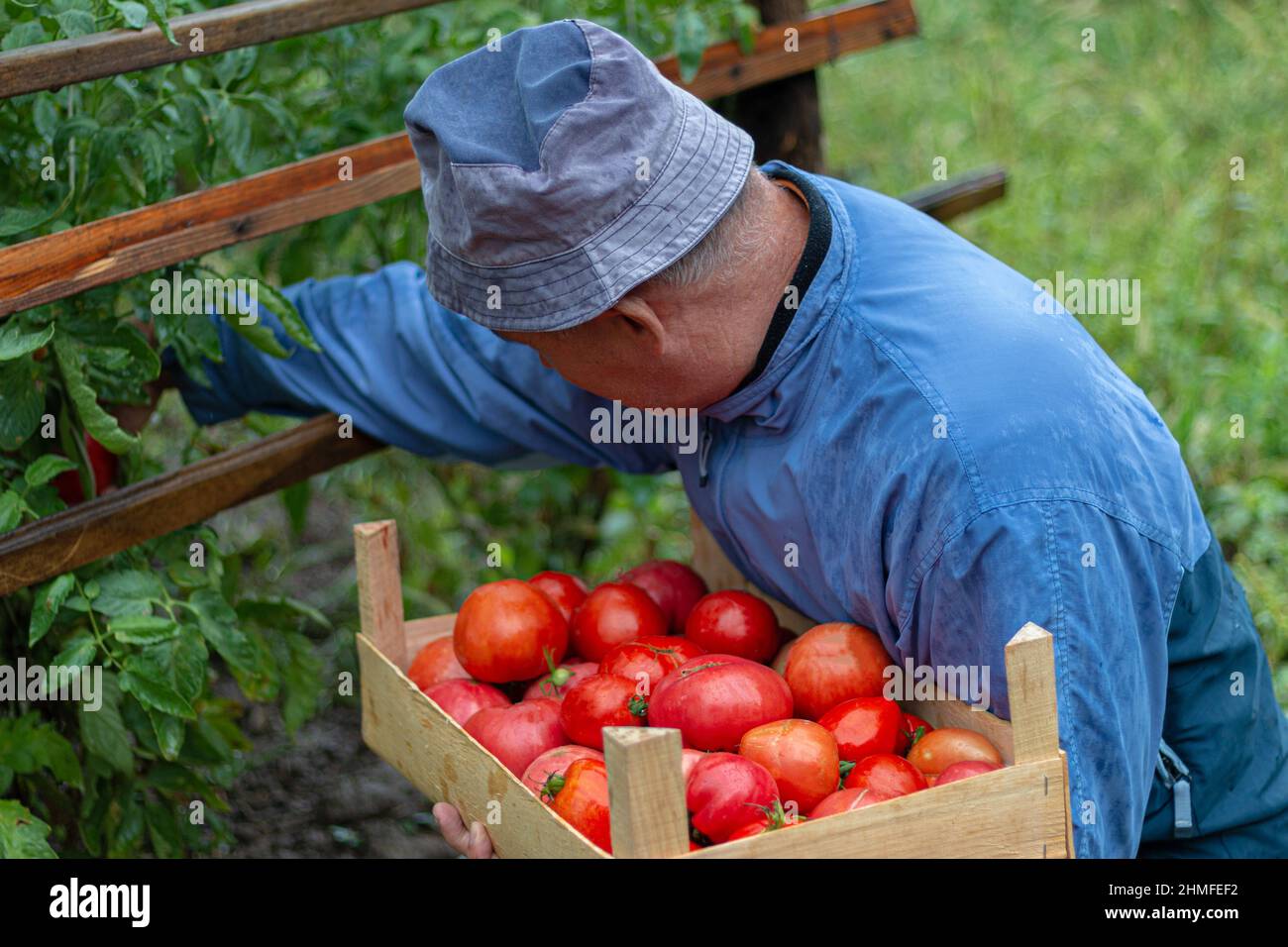 Farmer collecting organic tomatoes in his garden Stock Photo - Alamy