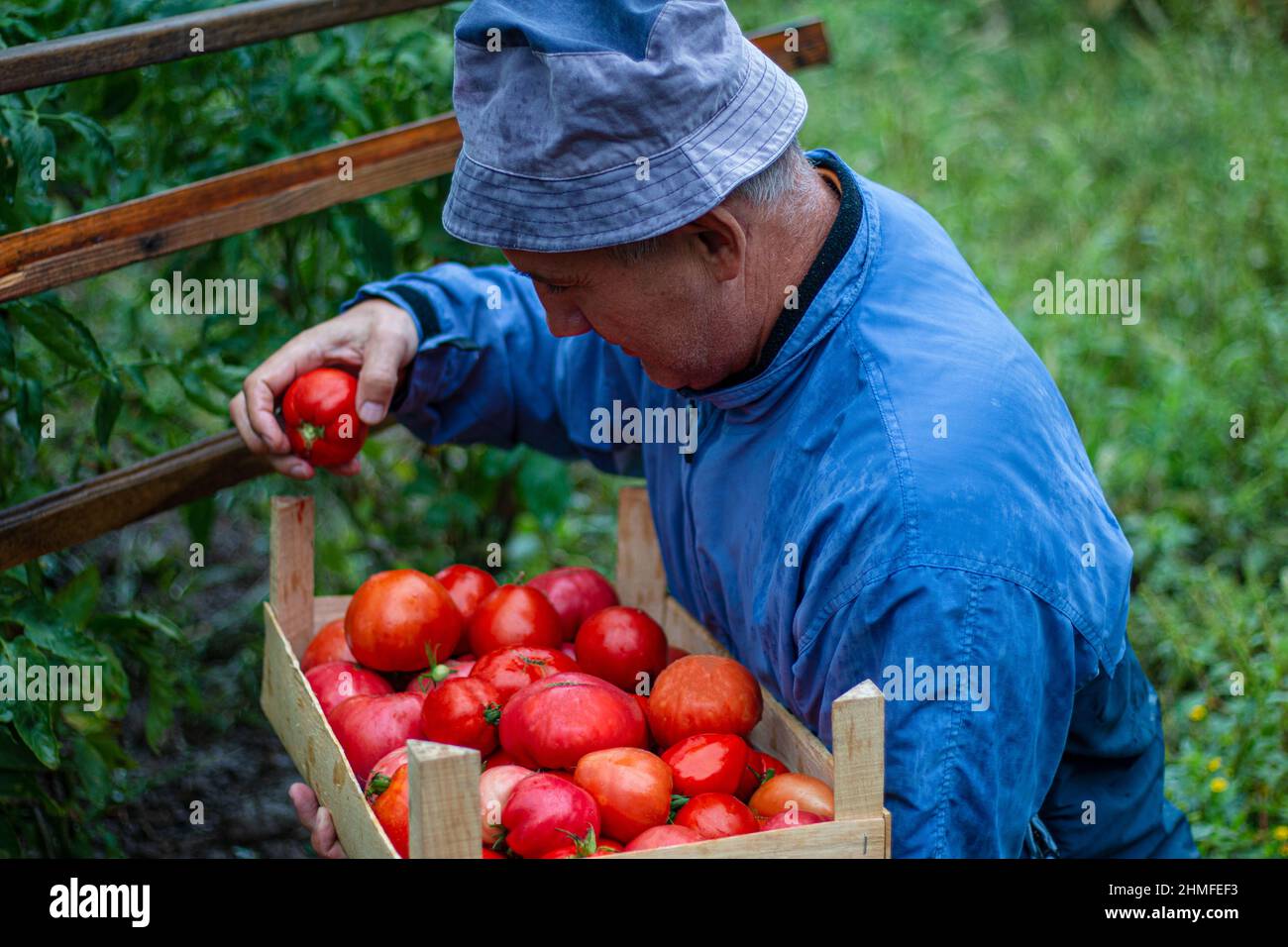 Farmer collecting organic tomatoes in his garden Stock Photo - Alamy