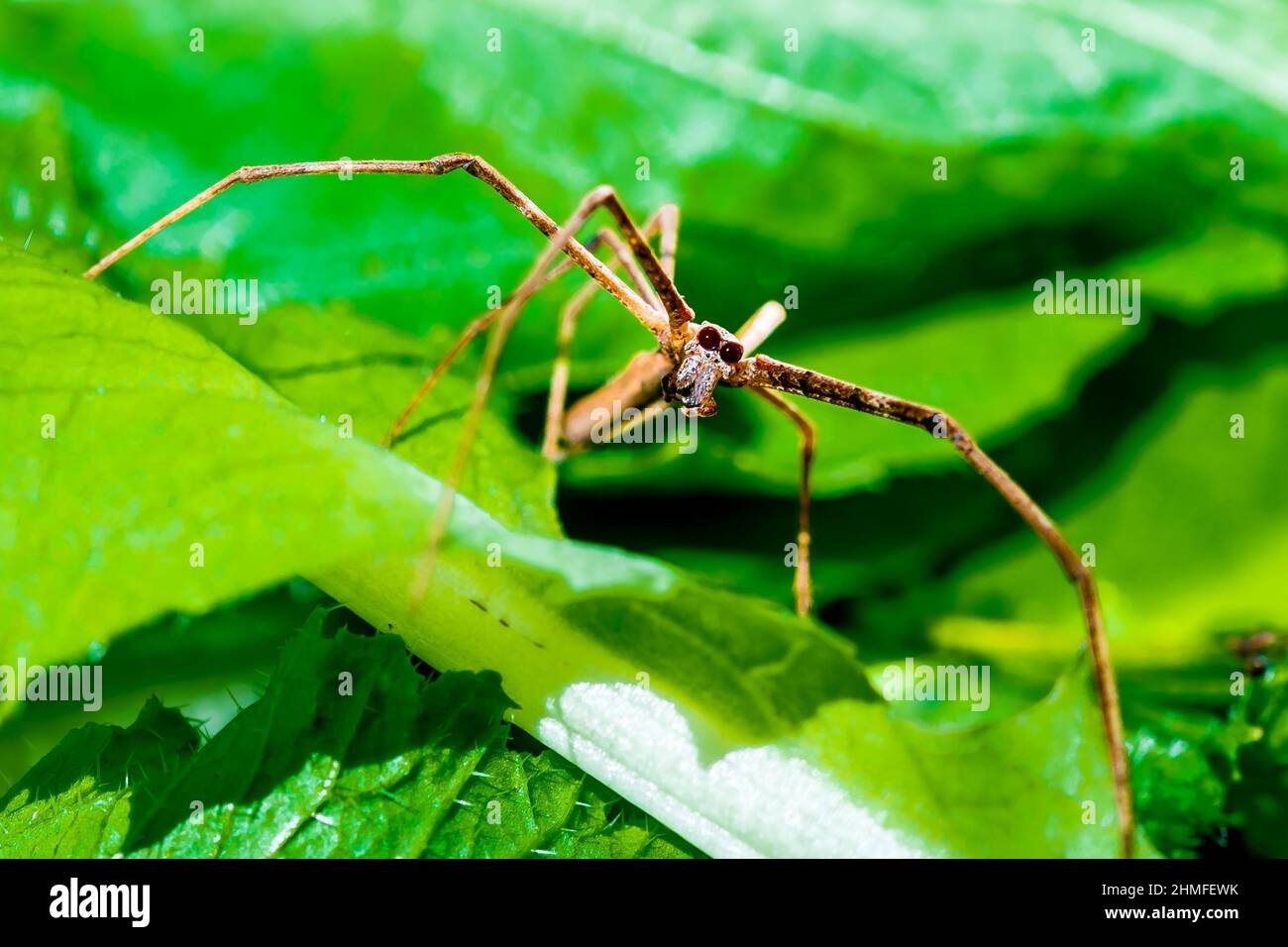 Cast net spider hi-res stock photography and images - Alamy