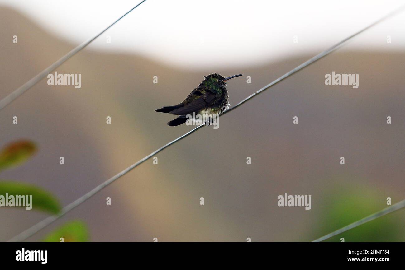 Valencia, Carabobo, Venezuela. 9th Feb, 2022. February 09, 2022. A ...