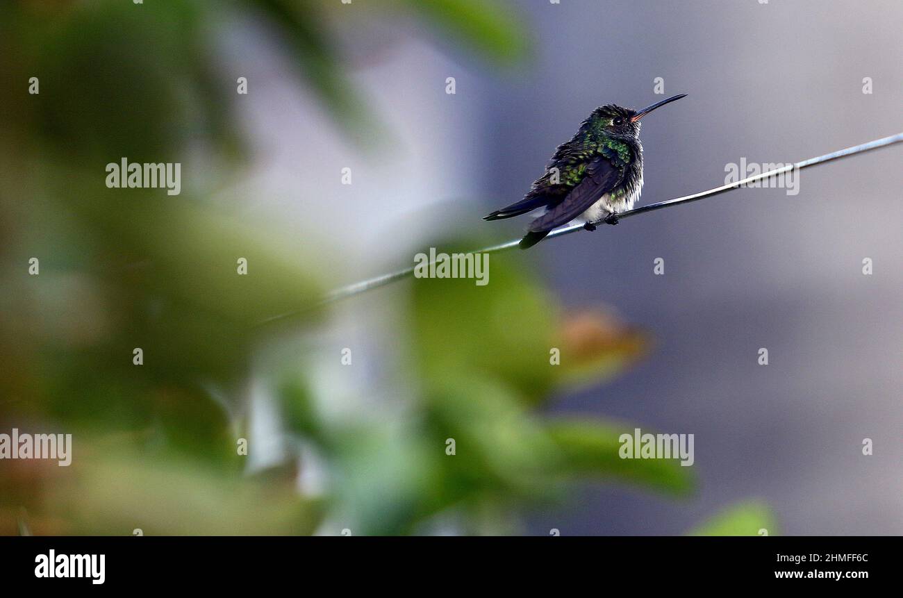 Valencia, Carabobo, Venezuela. 9th Feb, 2022. February 09, 2022. A ...