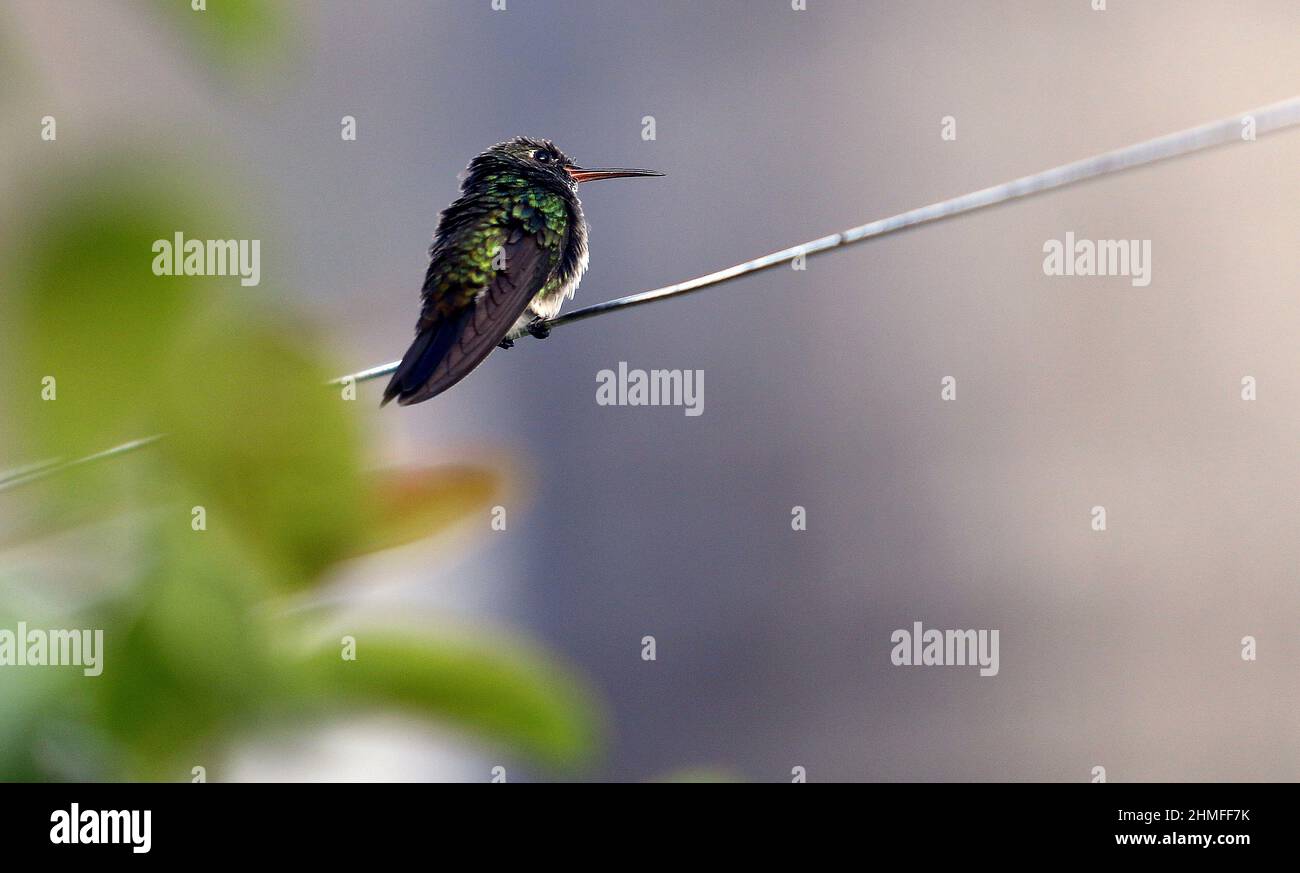 Valencia, Carabobo, Venezuela. 9th Feb, 2022. February 09, 2022. A ...