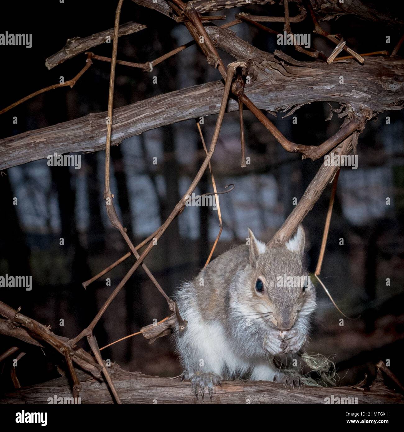 Gray Squirrel eastern gray squirrel Sciurus carolinensis Stock Photo ...