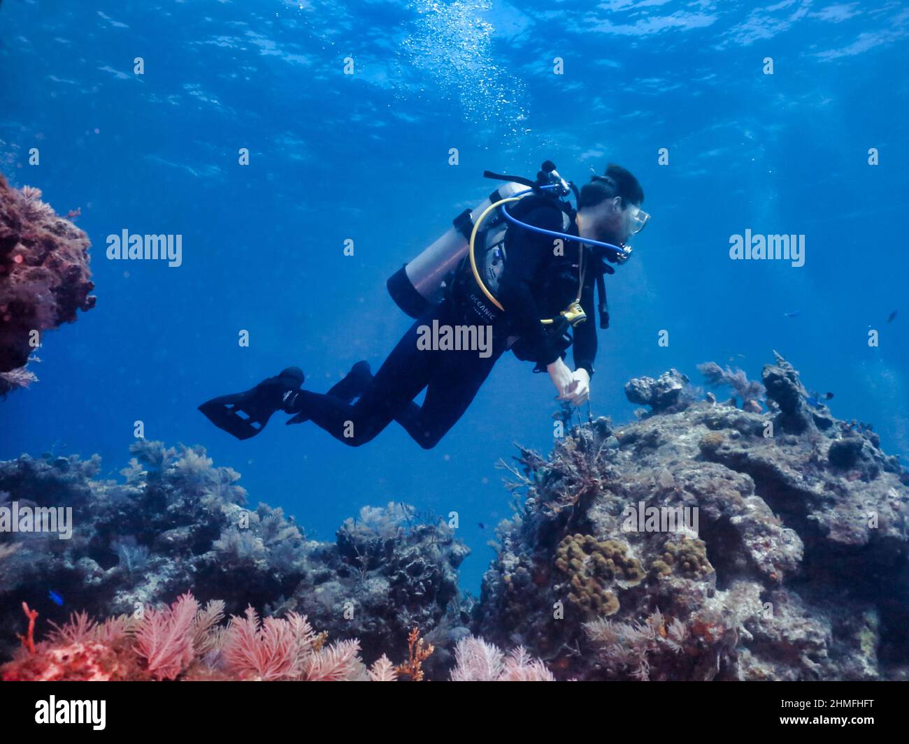 Beautiful underwater world scuba drive with coral reef in the deep blue ...