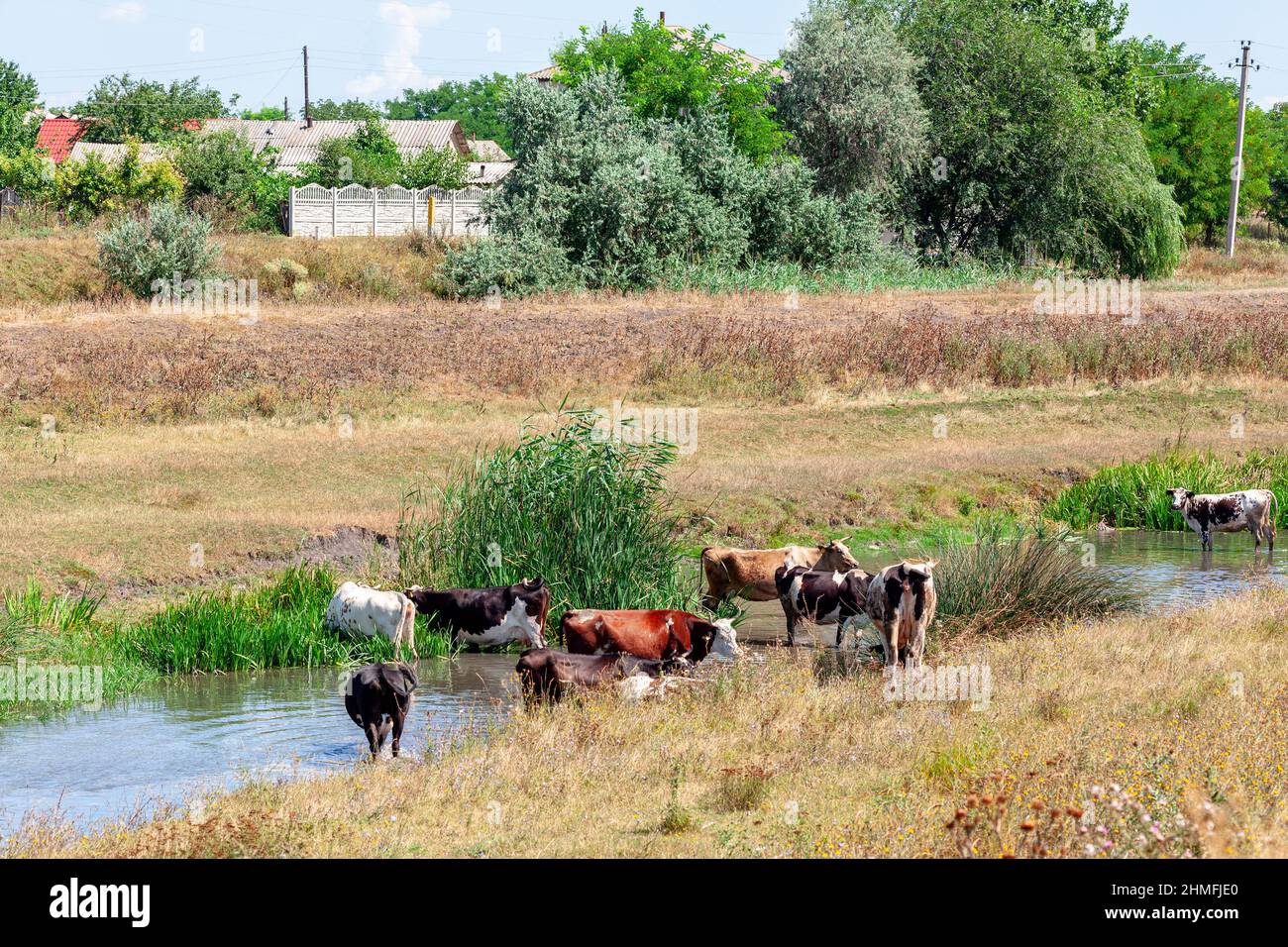 Domestic cows in the water . Cattle standing in the river in summer ...