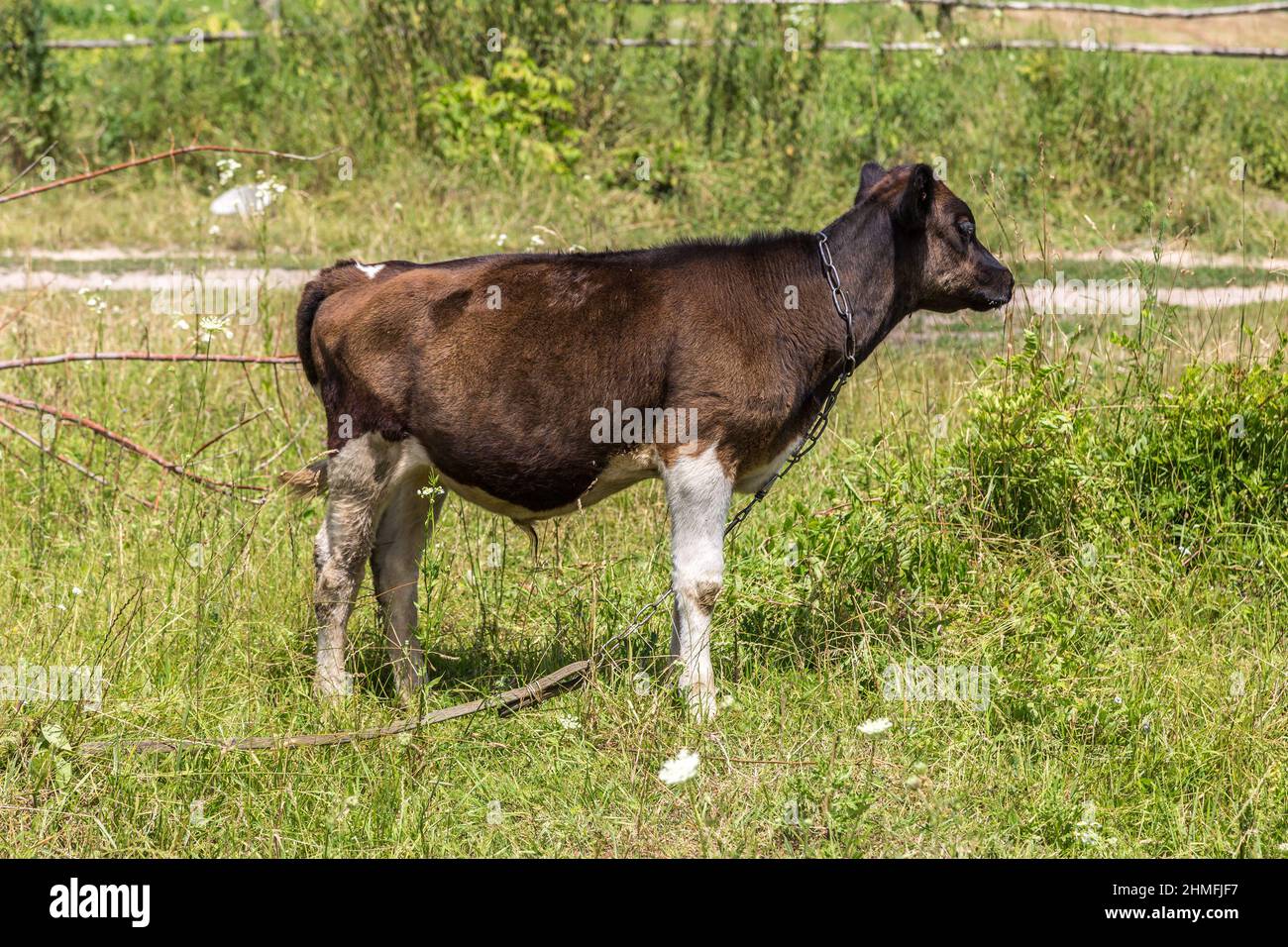 Little calf standing in grassy field in a summer day Stock Photo - Alamy
