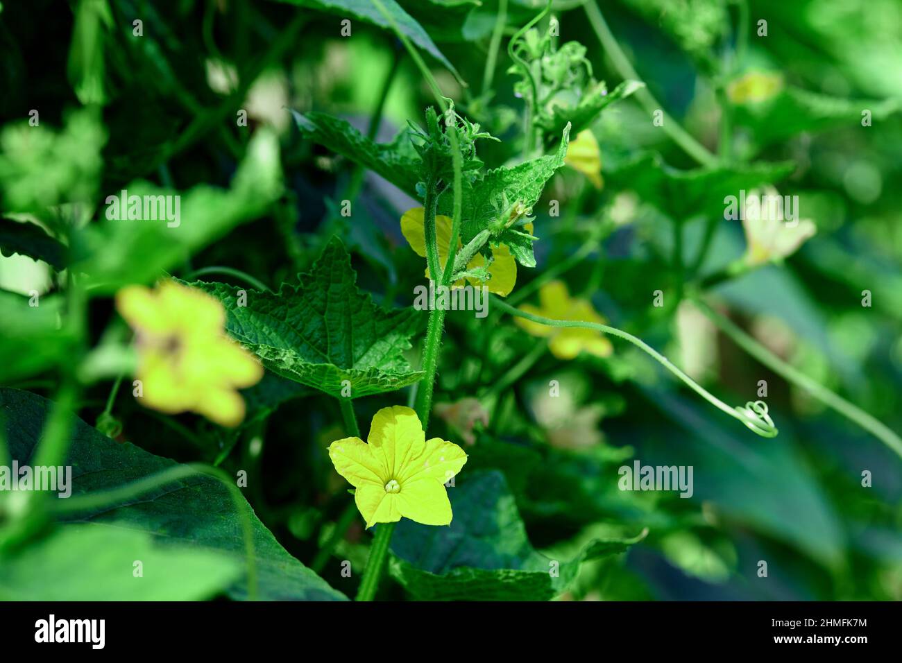 Cucumber vine growing in the organic farm Stock Photo - Alamy