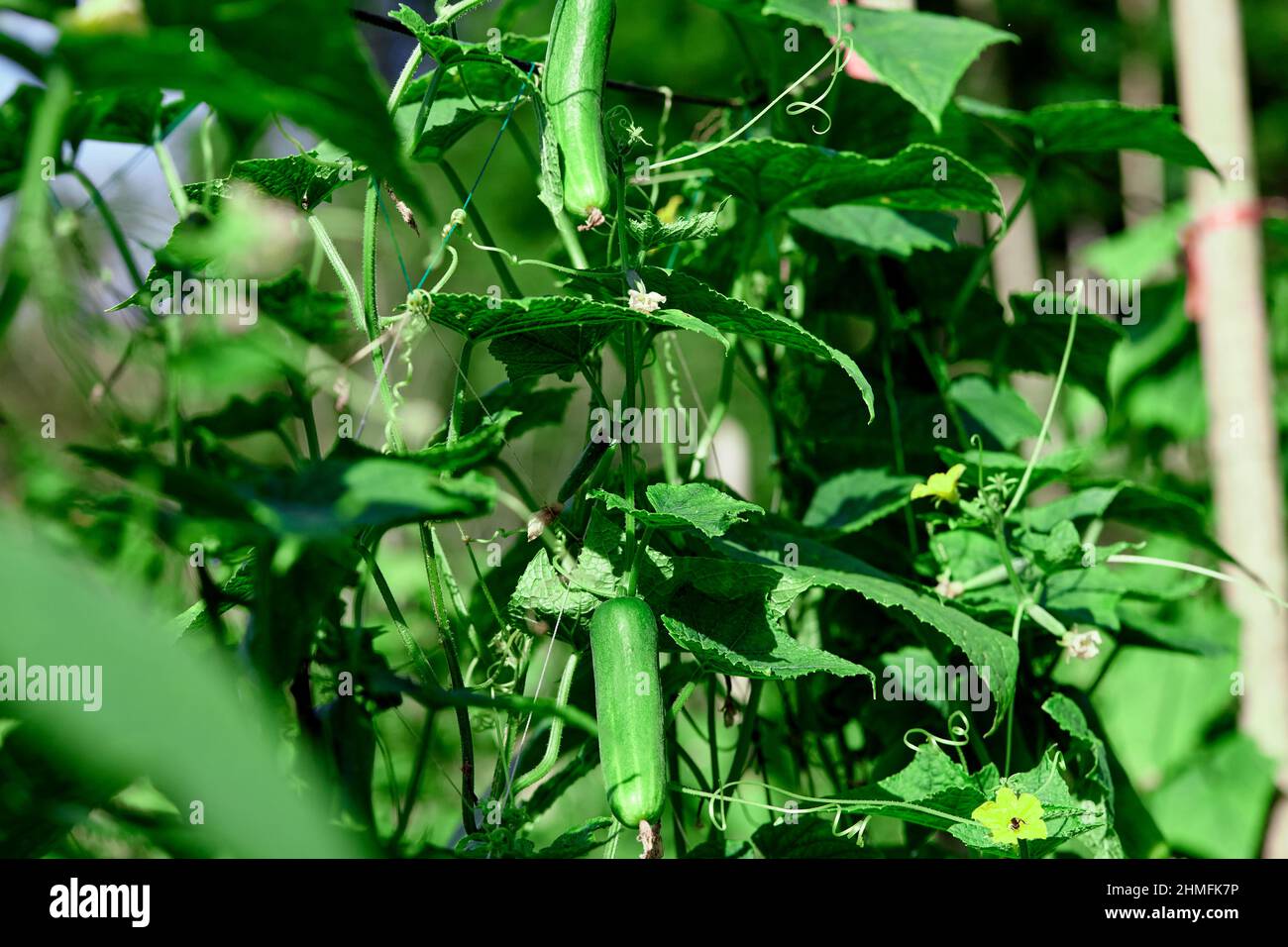 Cucumber vine growing in the organic farm Stock Photo - Alamy