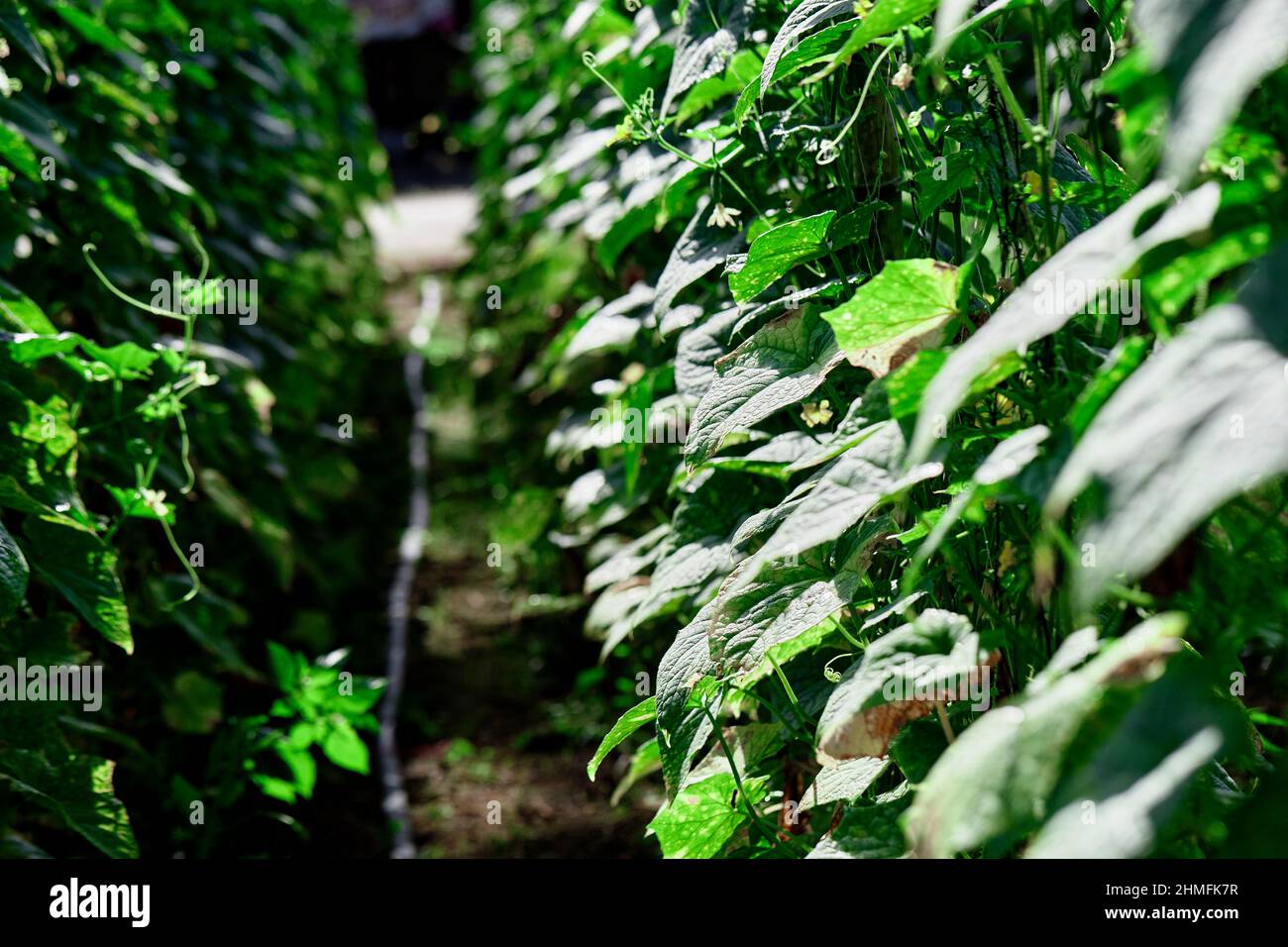 Cucumber vine growing in the organic farm Stock Photo - Alamy