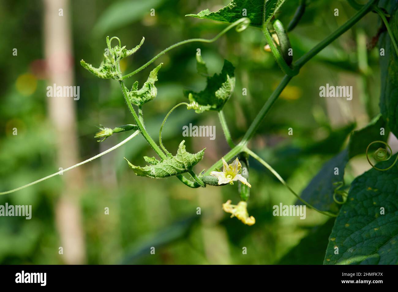Cucumber vine growing in the organic farm Stock Photo - Alamy
