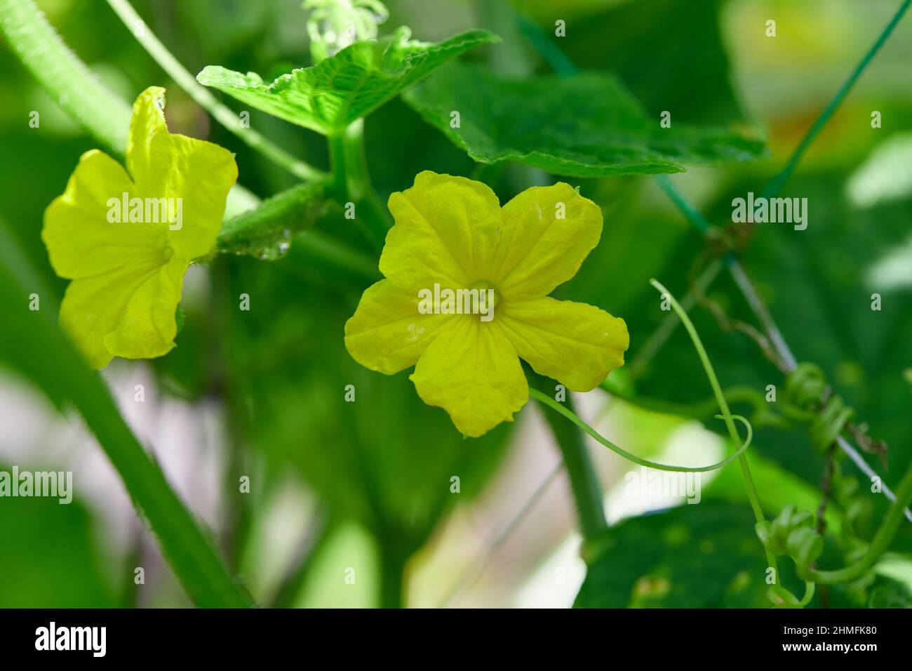 Cucumber vine growing in the organic farm Stock Photo - Alamy