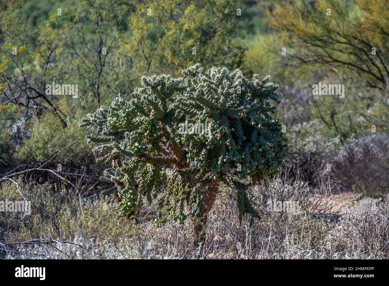 A Chain Fruit Cholla in Tucson, Arizona Stock Photo - Alamy