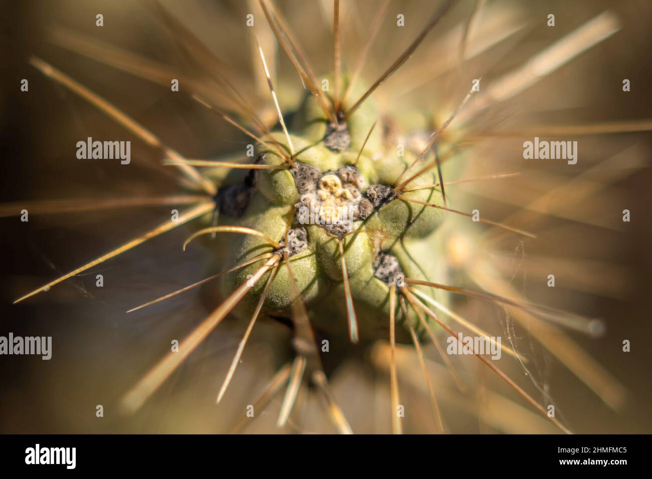 A flowering plants in Tucson, Arizona Stock Photo - Alamy