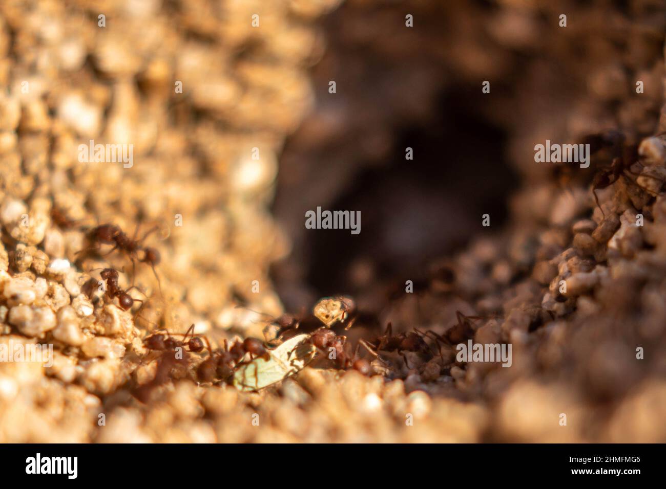 Fire ants field hi-res stock photography and images - Alamy