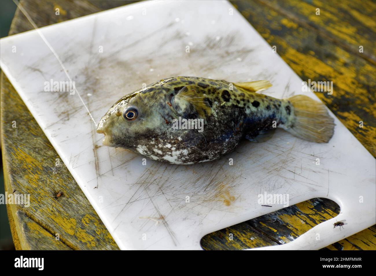 Fish on chopping board hi-res stock photography and images - Alamy
