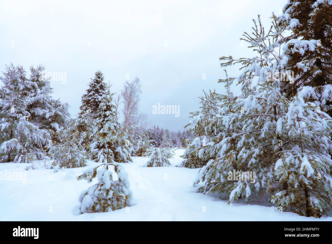 Fresh snowfall on the conifers in Algonquin Provincial Park in Ontario ...